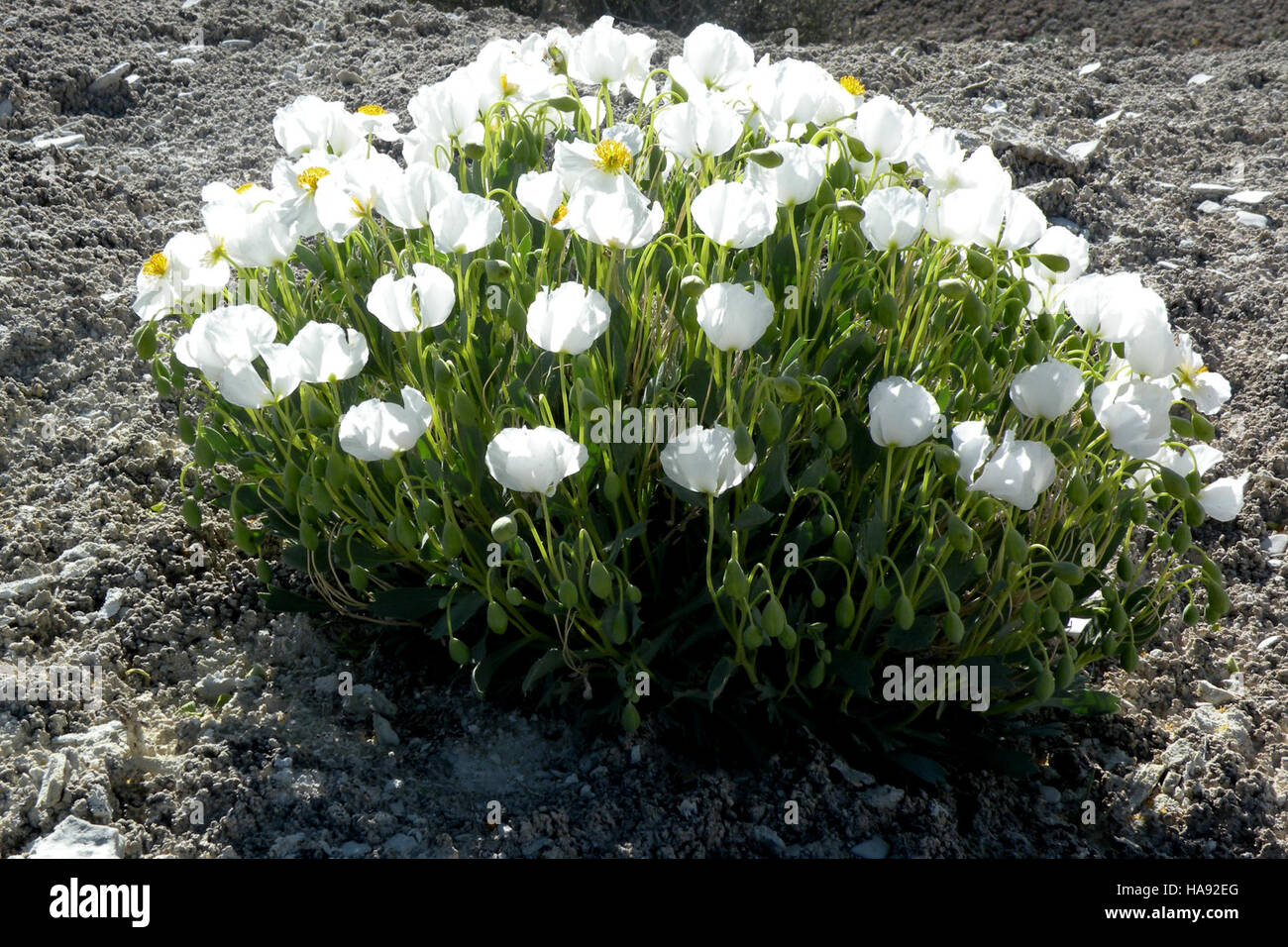 usfwsmtnprairie 5352344054 Dwarf Bearclaw-Poppy (Arctomecon humilis ...