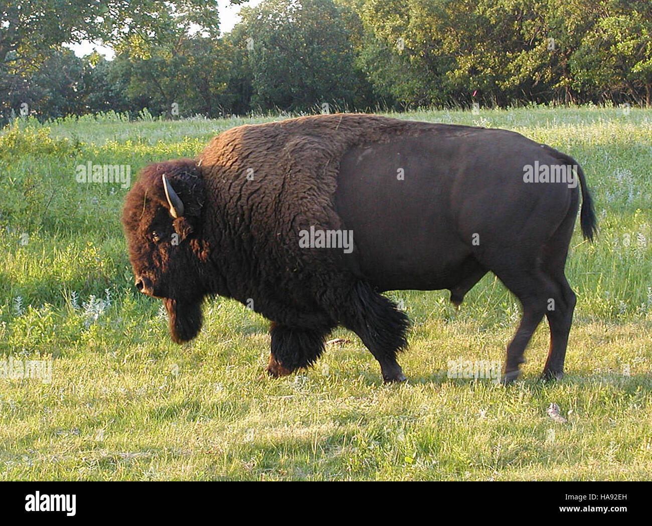 Bison, an iconic species of the American plains, are a key focus of ...