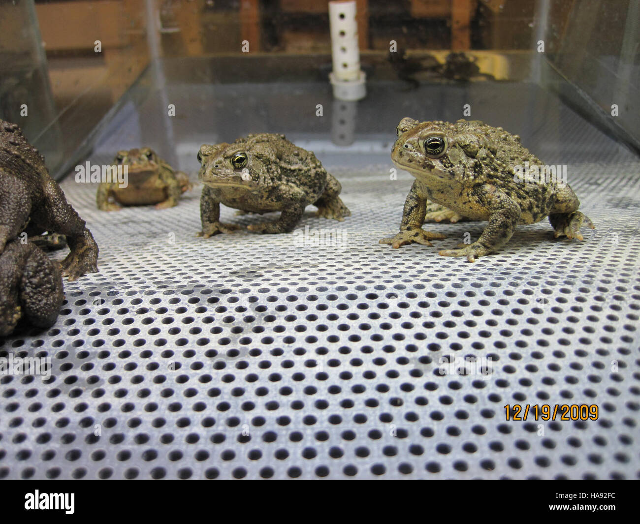 The Wyoming Toad is an endangered species whose conservation is ...