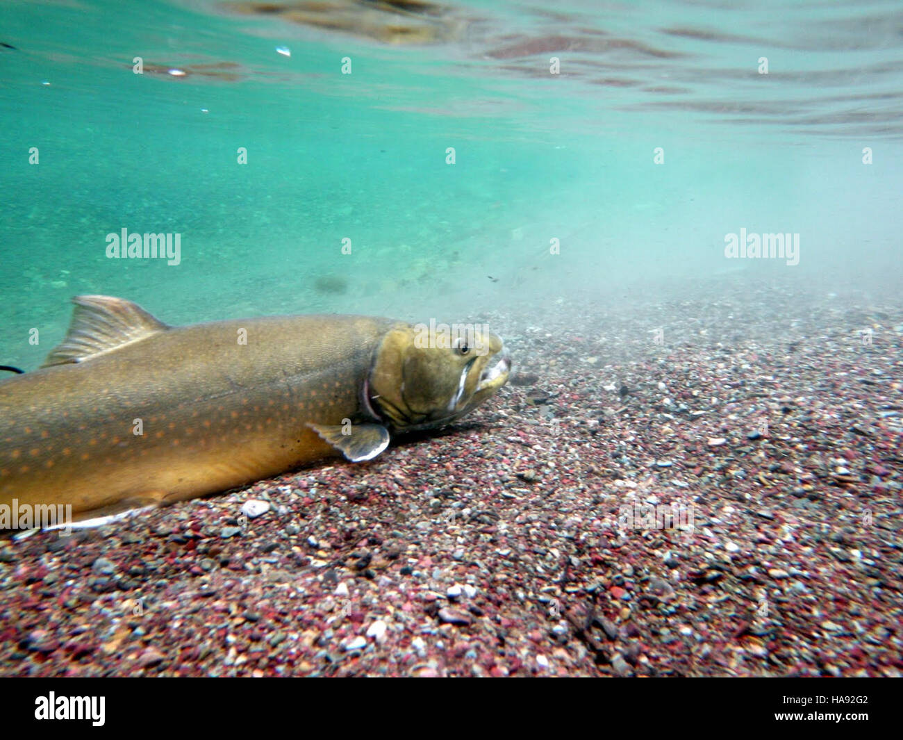 The Bull Trout, a species native to cold-water ecosystems, relies on ...