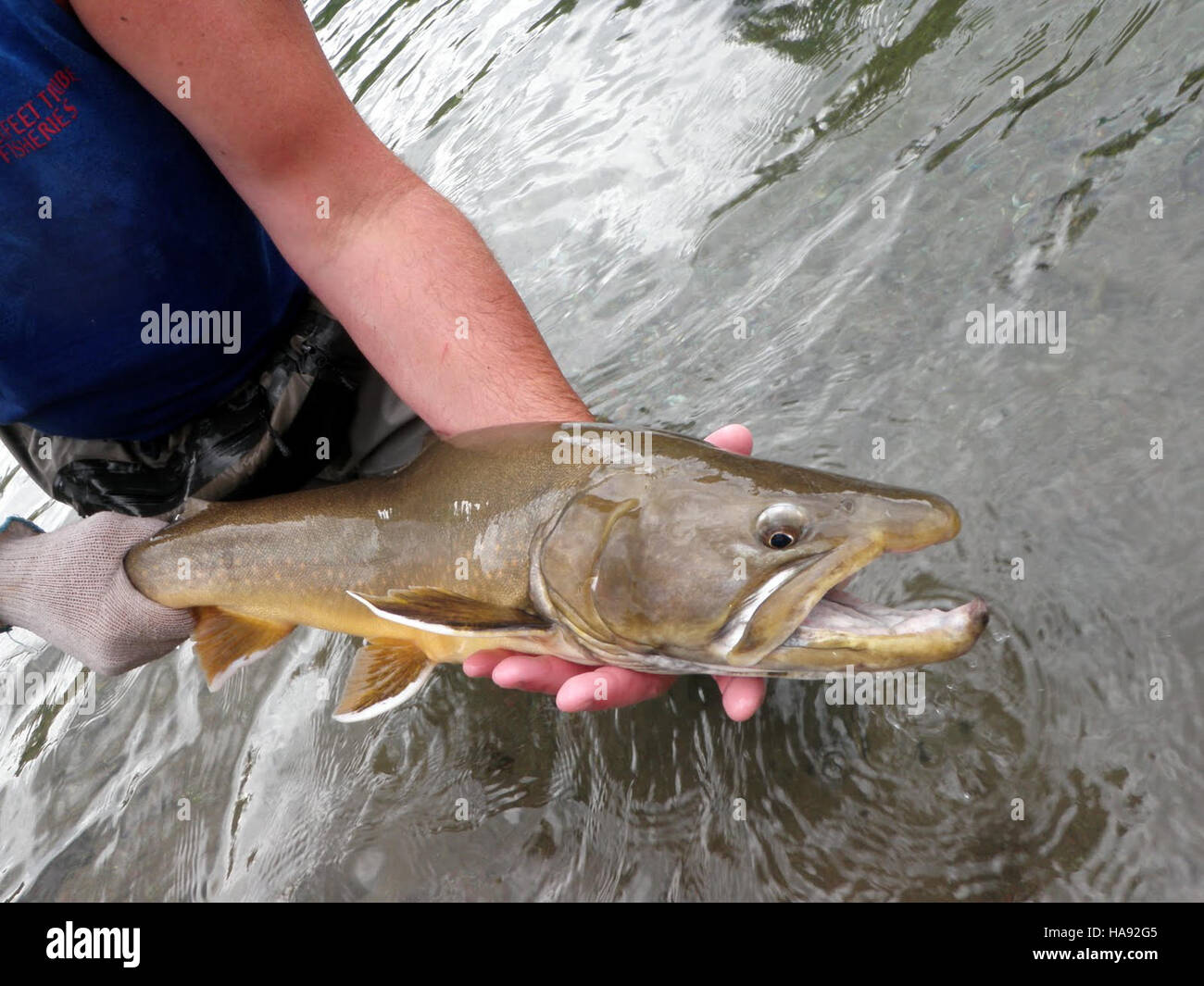 Bull trout hi-res stock photography and images - Alamy