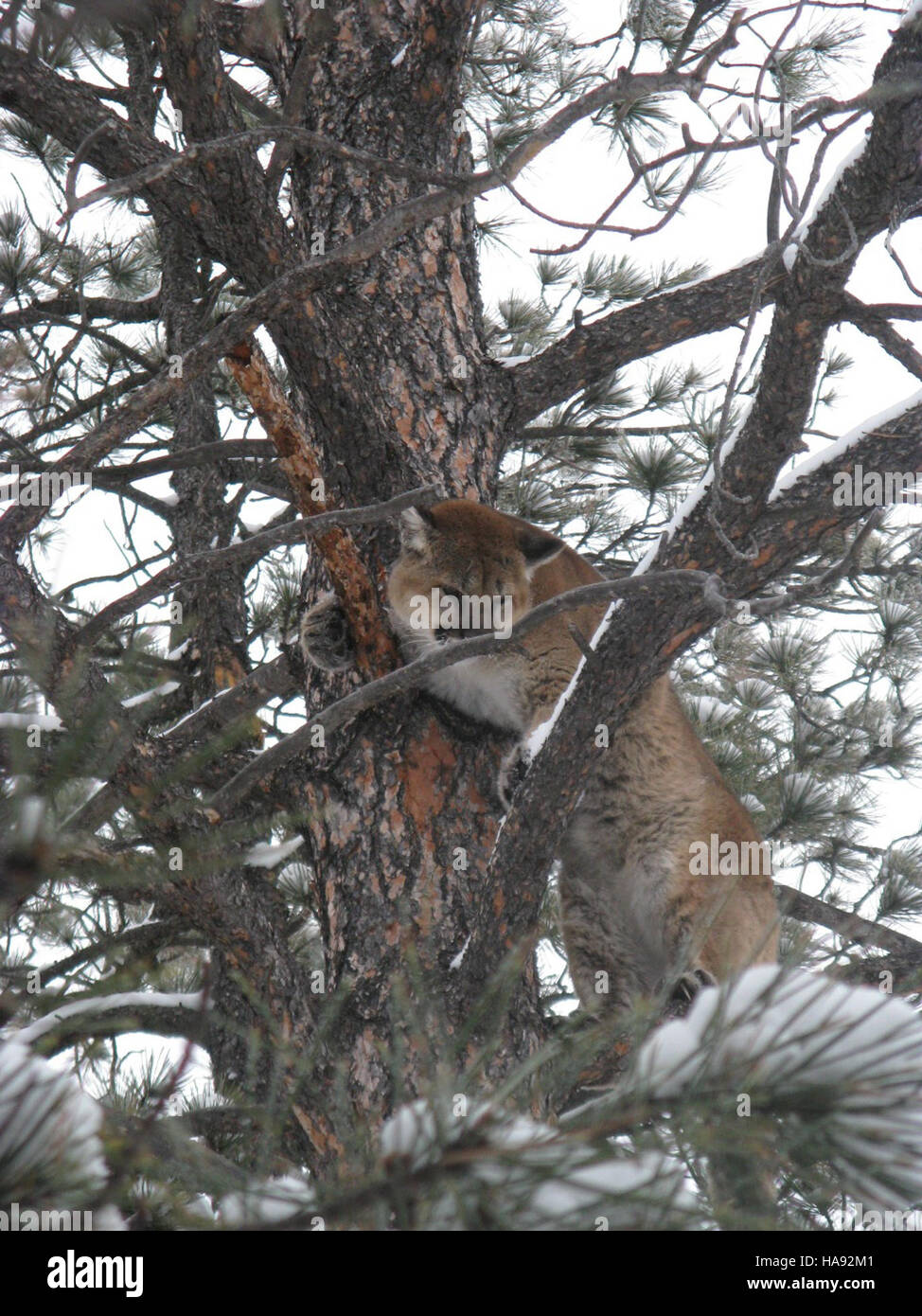 A mountain lion is spotted perched in a tree in a national park ...