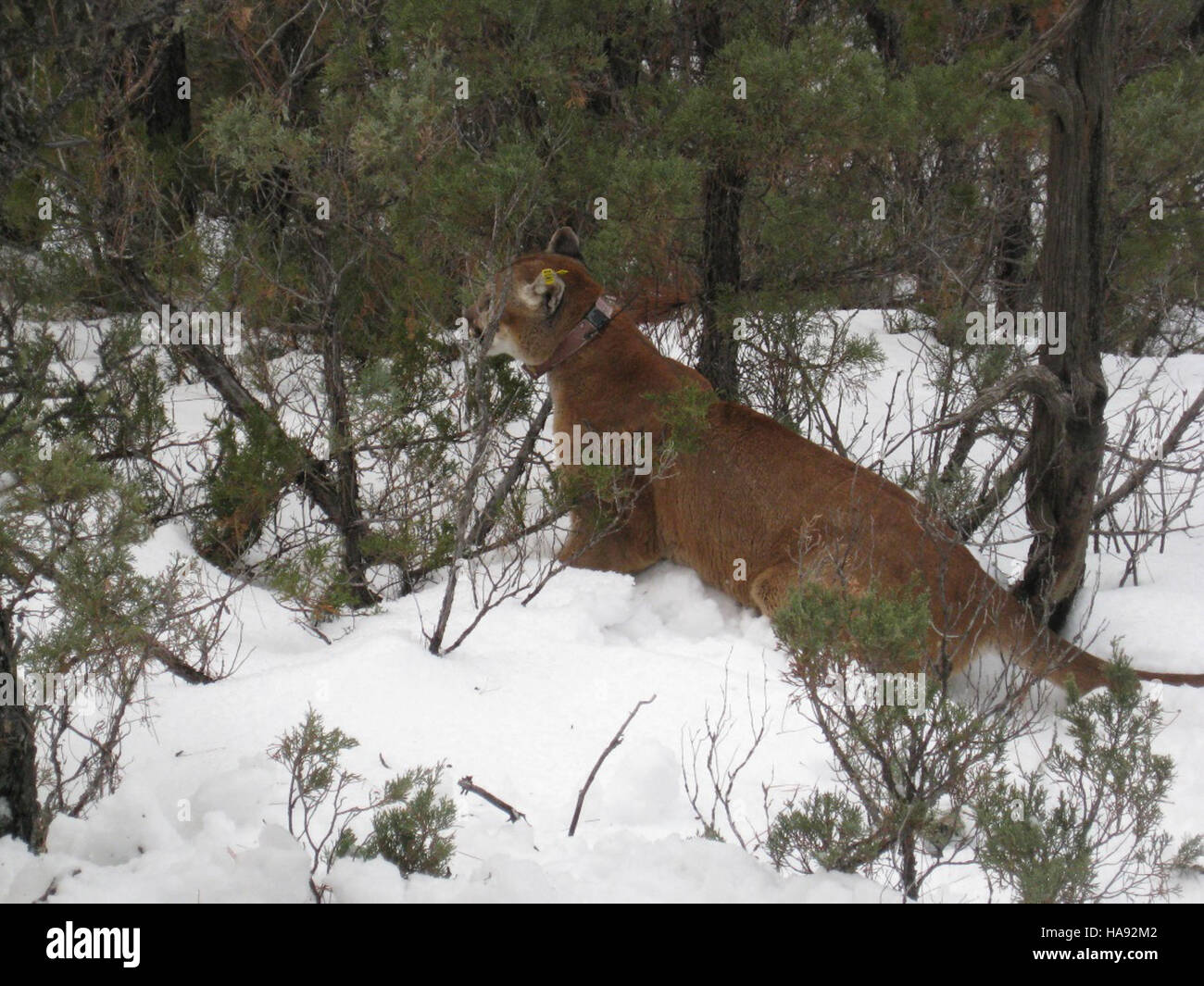 This image features a mountain lion in its natural habitat within a ...