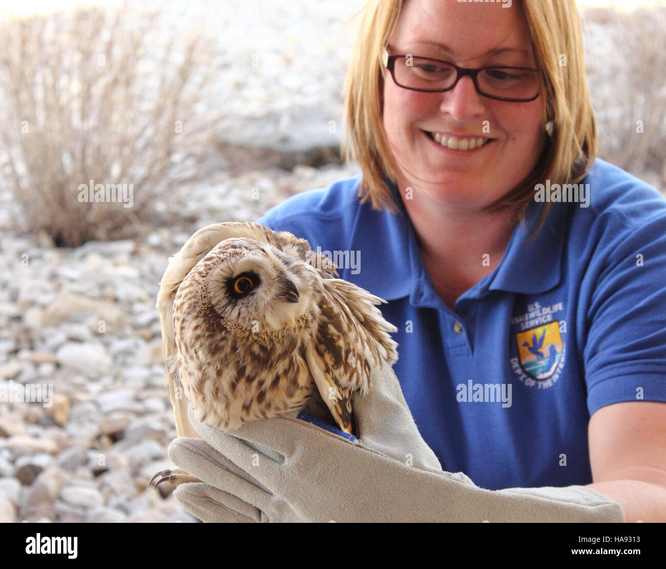 The short-eared owl, a key species in the U.S. National Parks, is ...