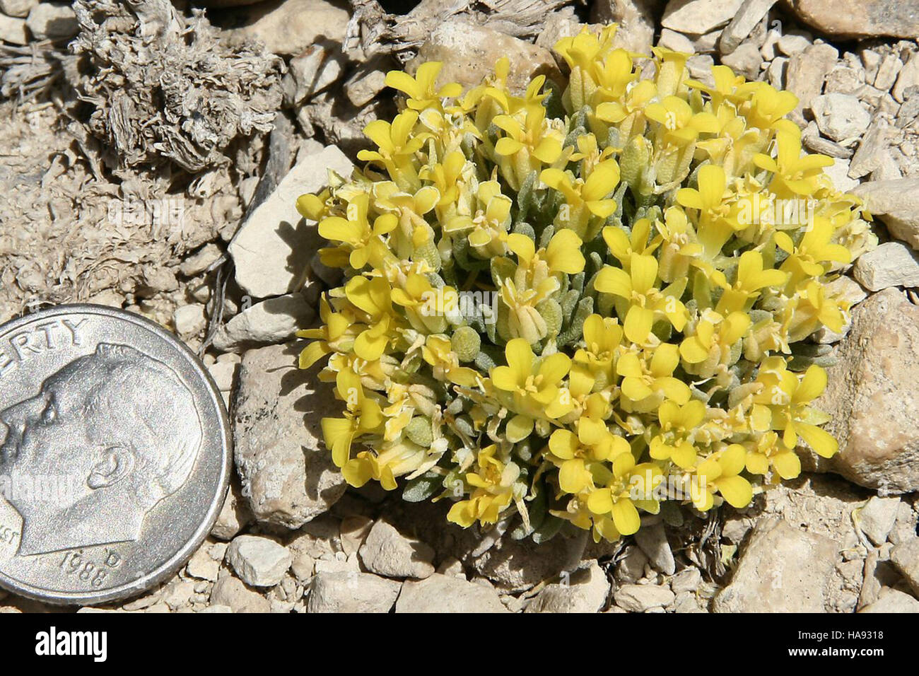 A close-up image of the Dudley Bluffs bladderpod, a rare plant species ...