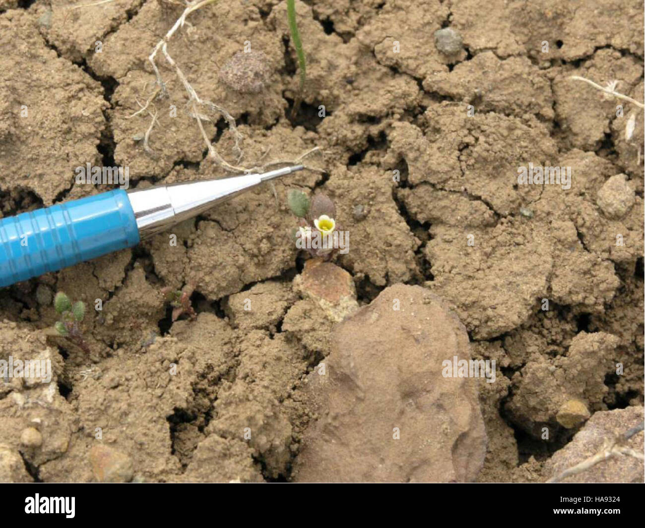 Debeque hi-res stock photography and images - Alamy