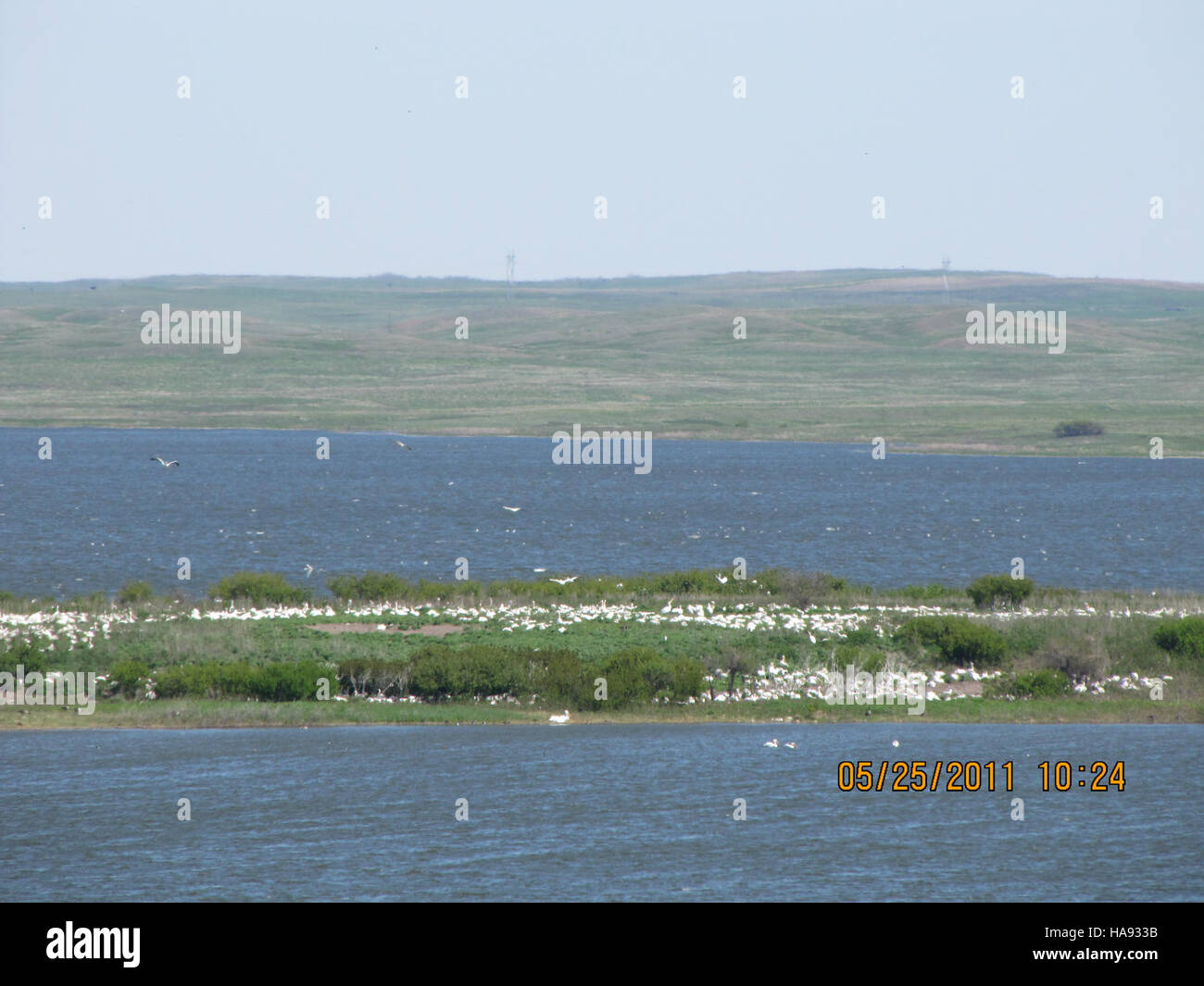 usfwsmtnprairie 5761439905 View of birds on nesting island in Chase ...