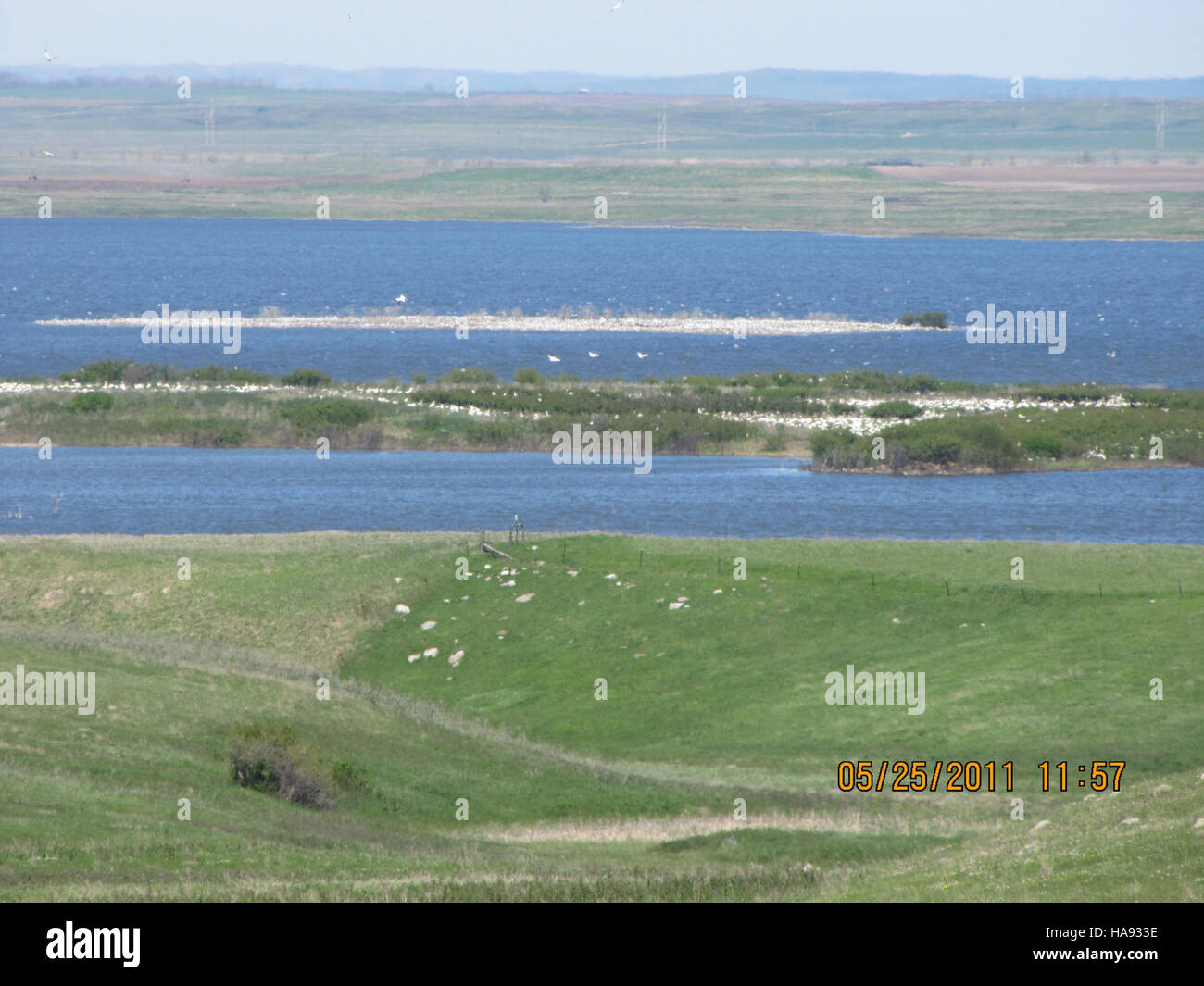 Nesting islands in national parks serve as crucial habitats for various ...