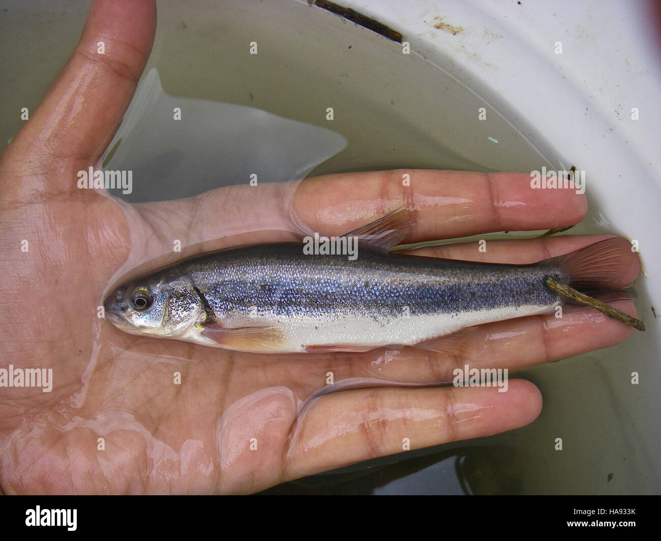 The Northern Leatherside Chub, a fish species native to the western U.S ...