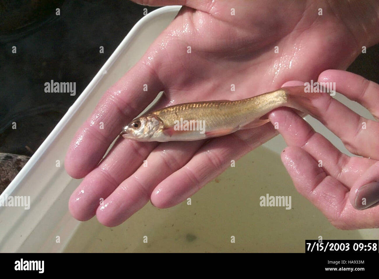 The Northern Leatherside Chub, a rare freshwater fish species, is being ...