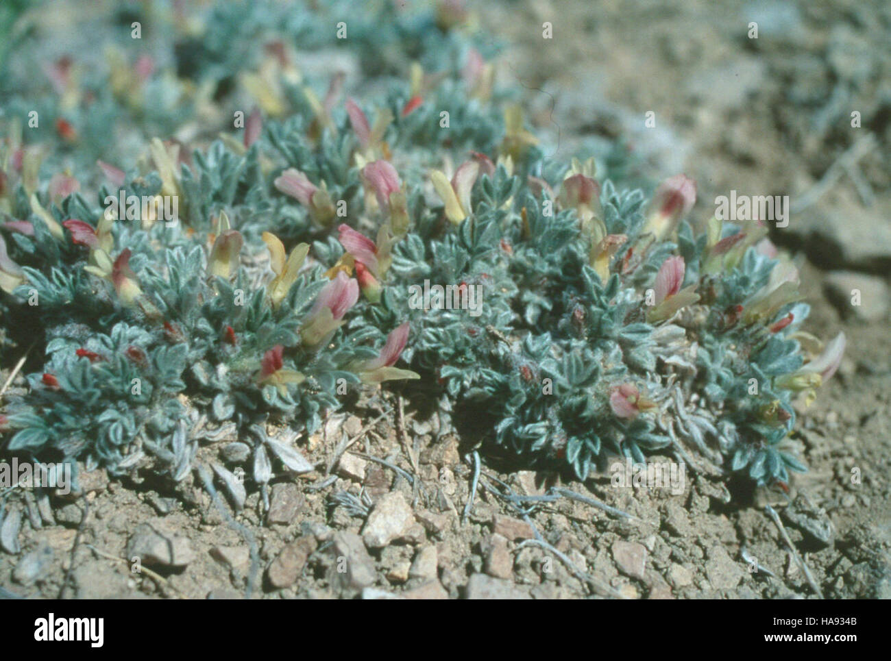 usfwsmtnprairie 5783249408 Precocious Milkvetch Stock Photo - Alamy