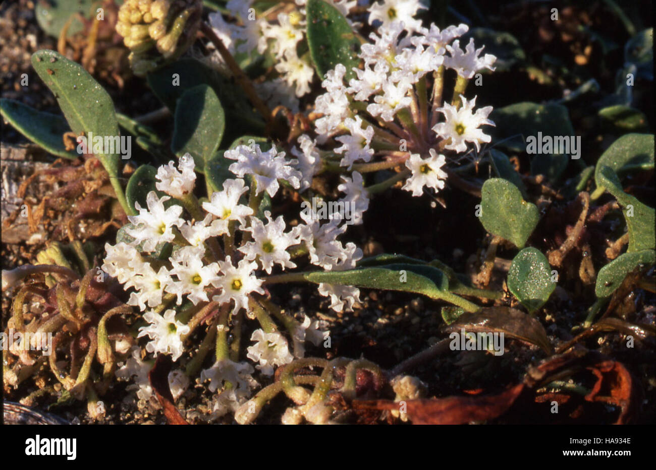 Yellowstone Sand Verbena, a native wildflower, thrives in the unique ...