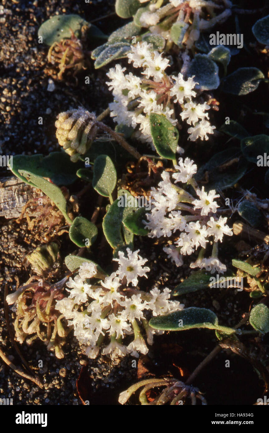 Yellowstone Sand Verbena, a plant species in Yellowstone National Park ...