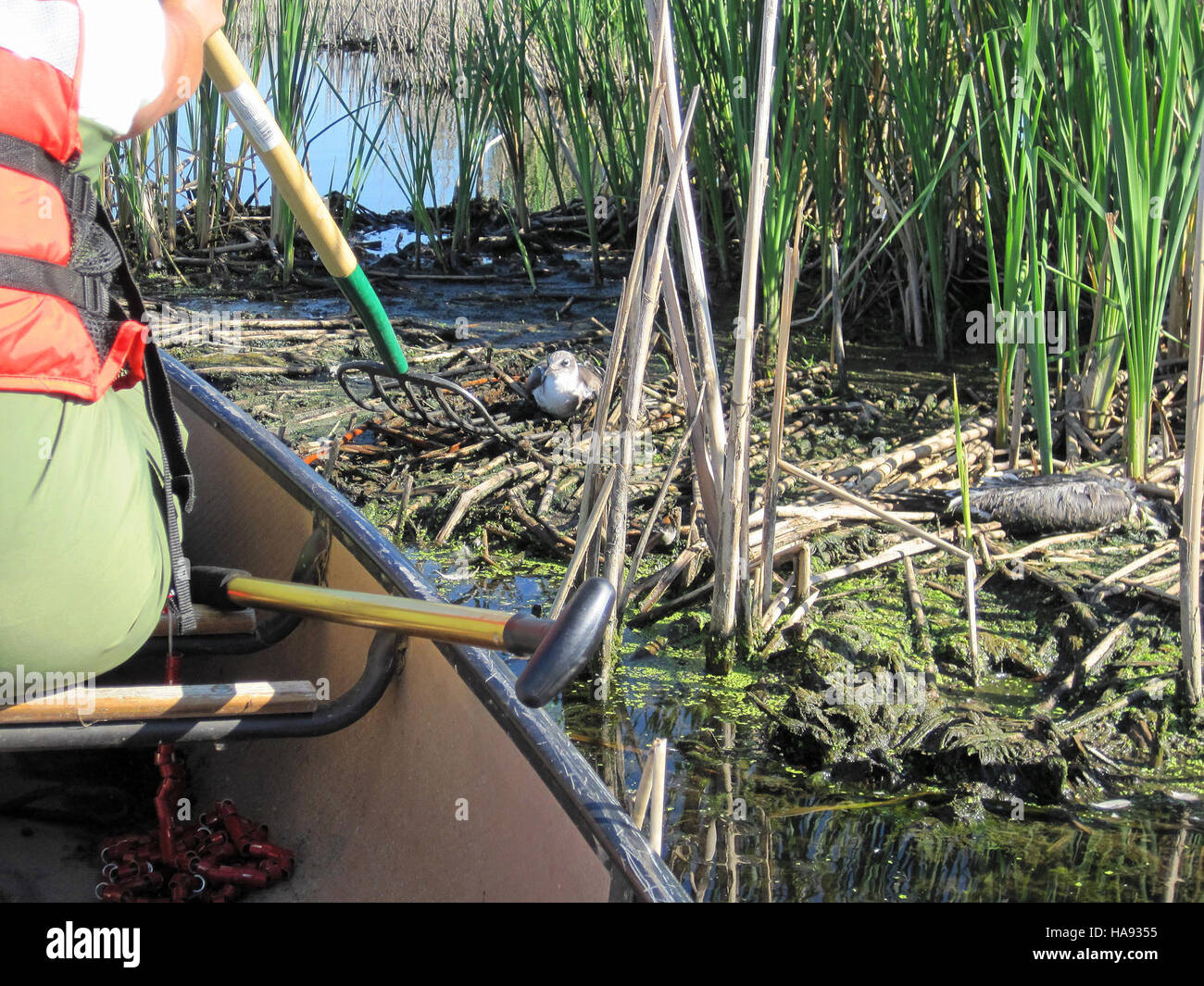 The U.S. Fish and Wildlife Service is investigating an avian botulism ...