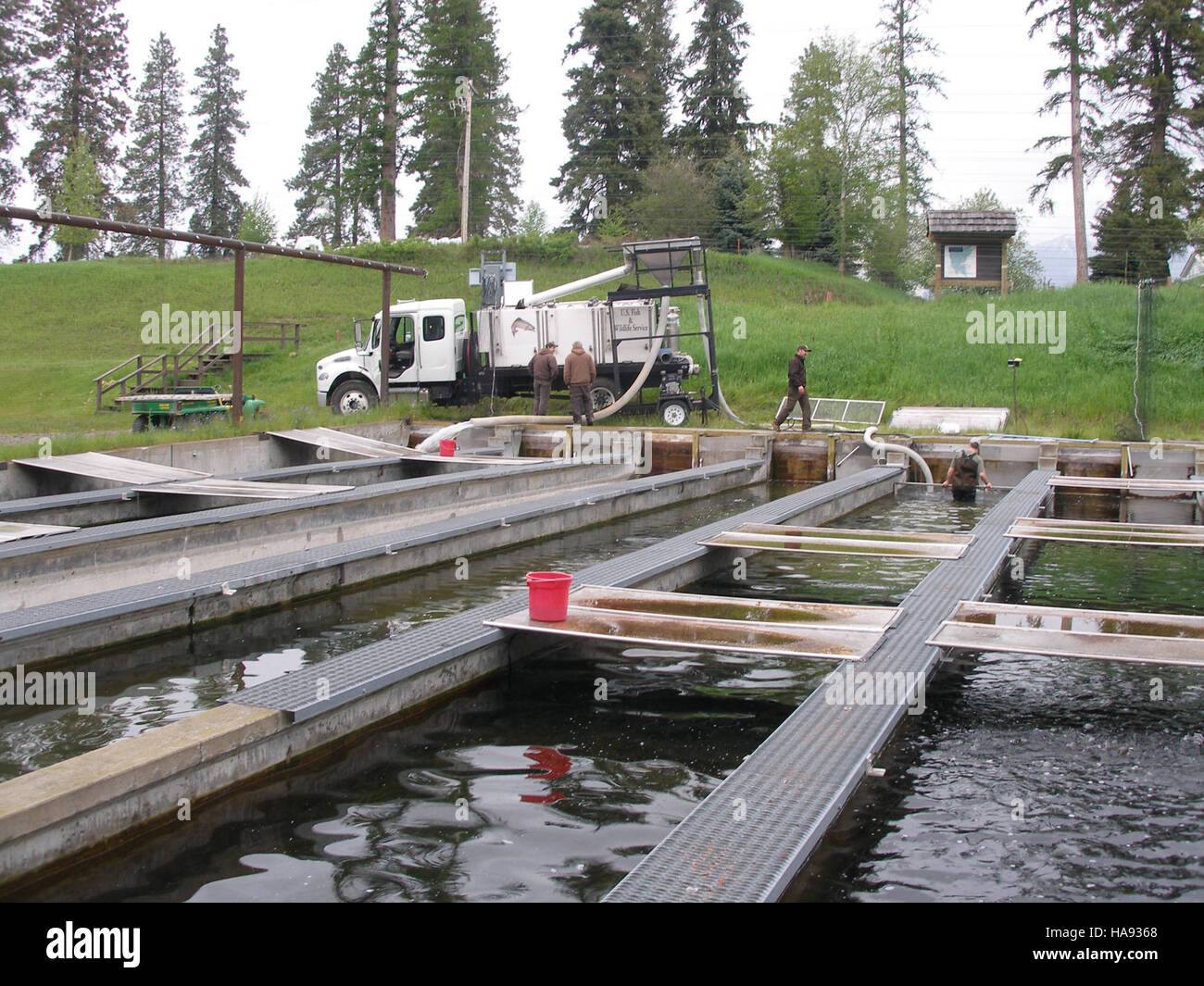 usfwsmtnprairie 5836797873 Loading Fish into Distribution Truck Stock ...