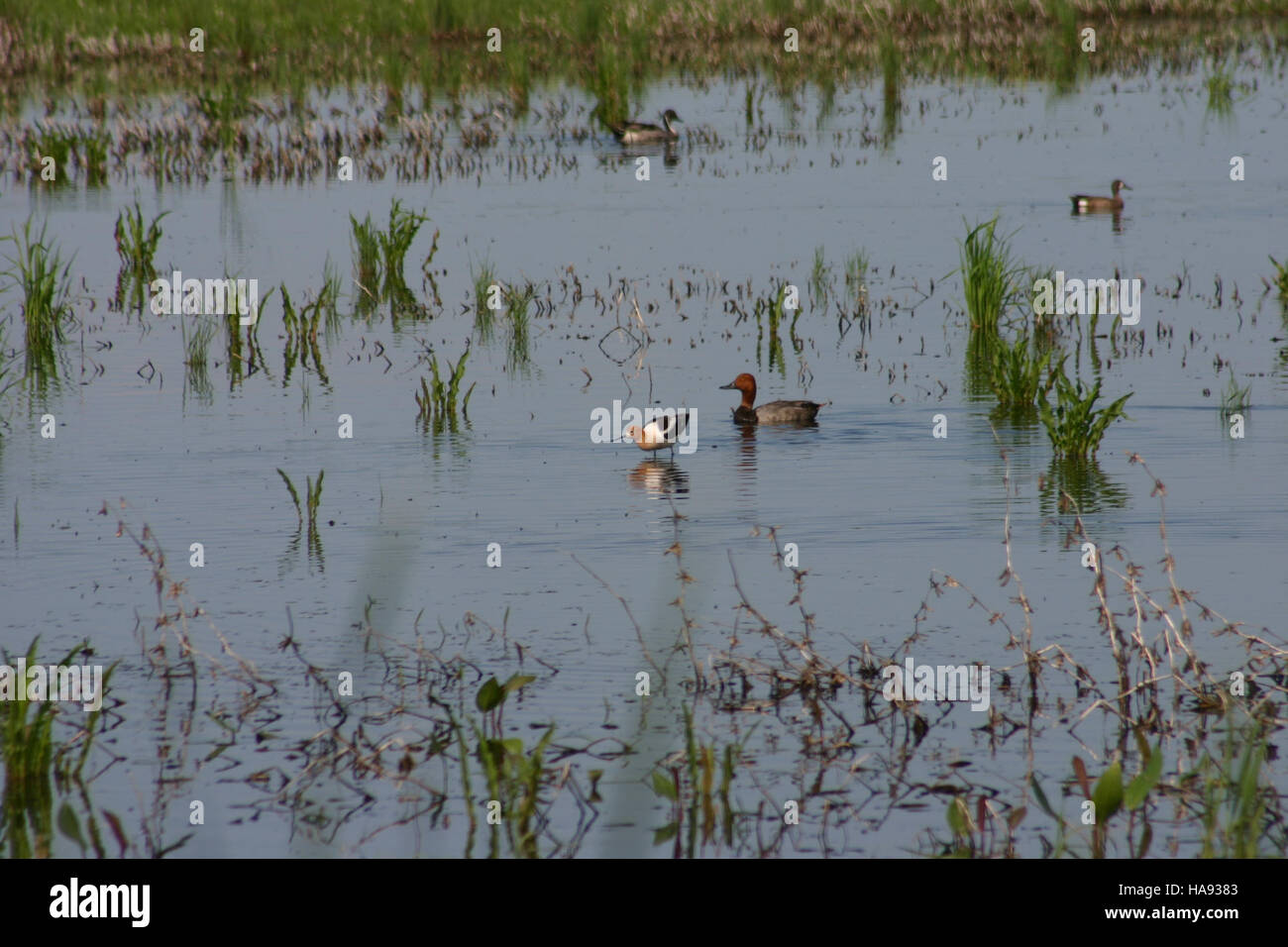 Waterfowl are a prominent feature in wetland ecosystems, playing a ...