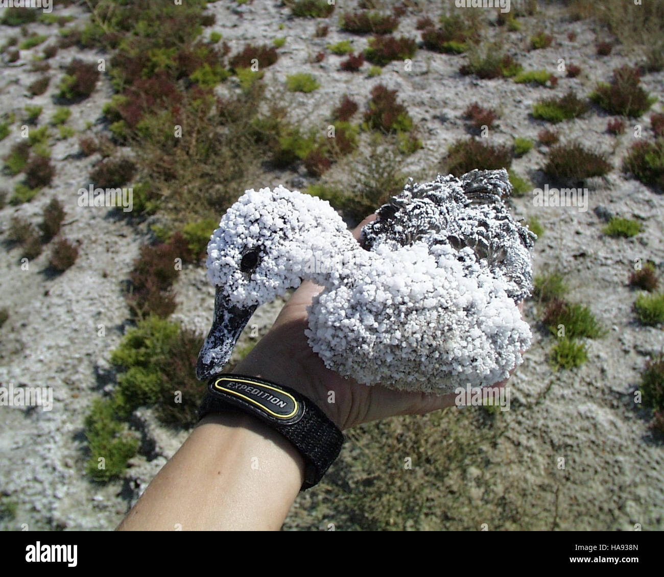 Covered bird hi-res stock photography and images - Alamy