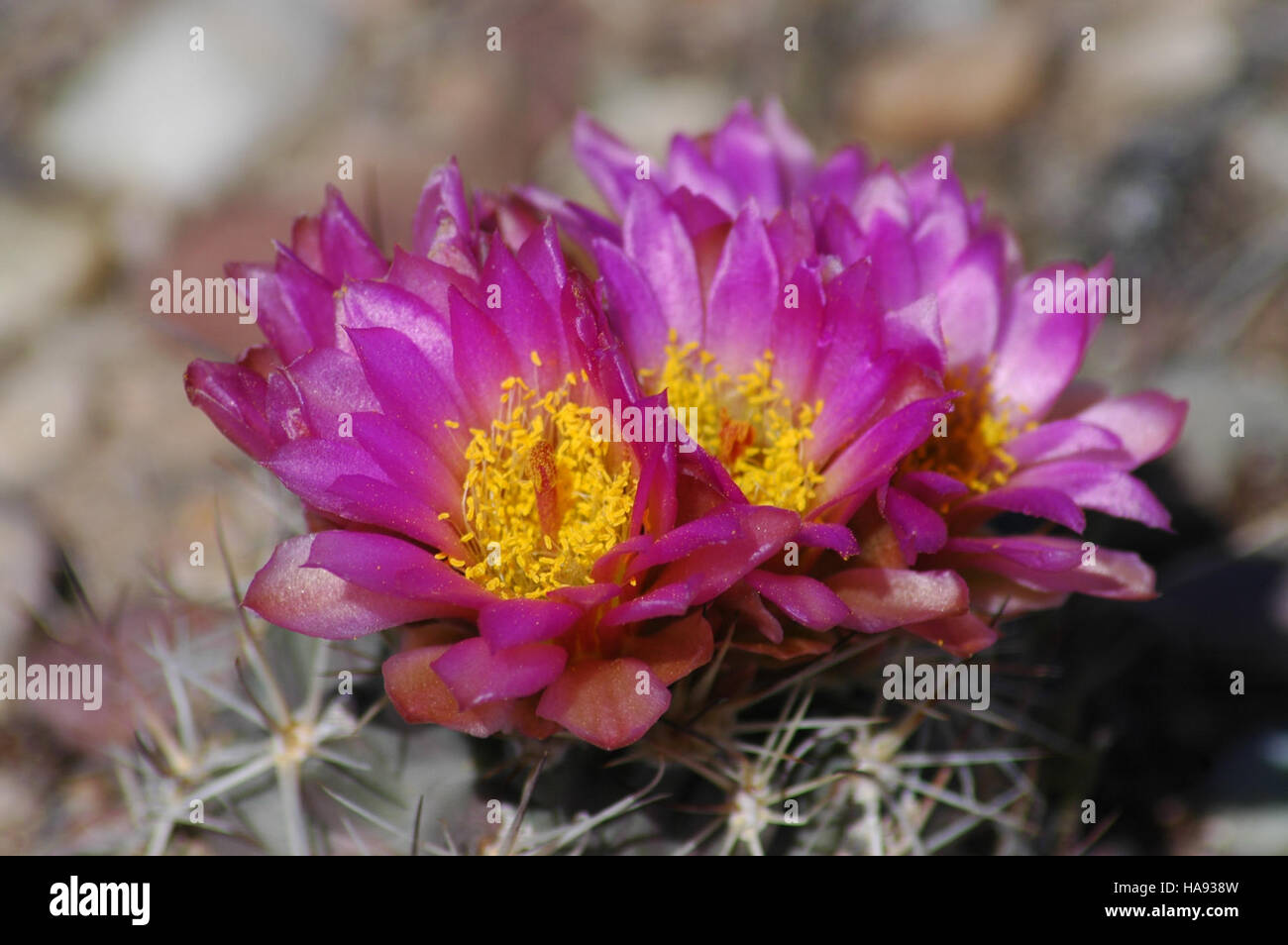 This image shows a blooming Sclerocactus species in a national park ...