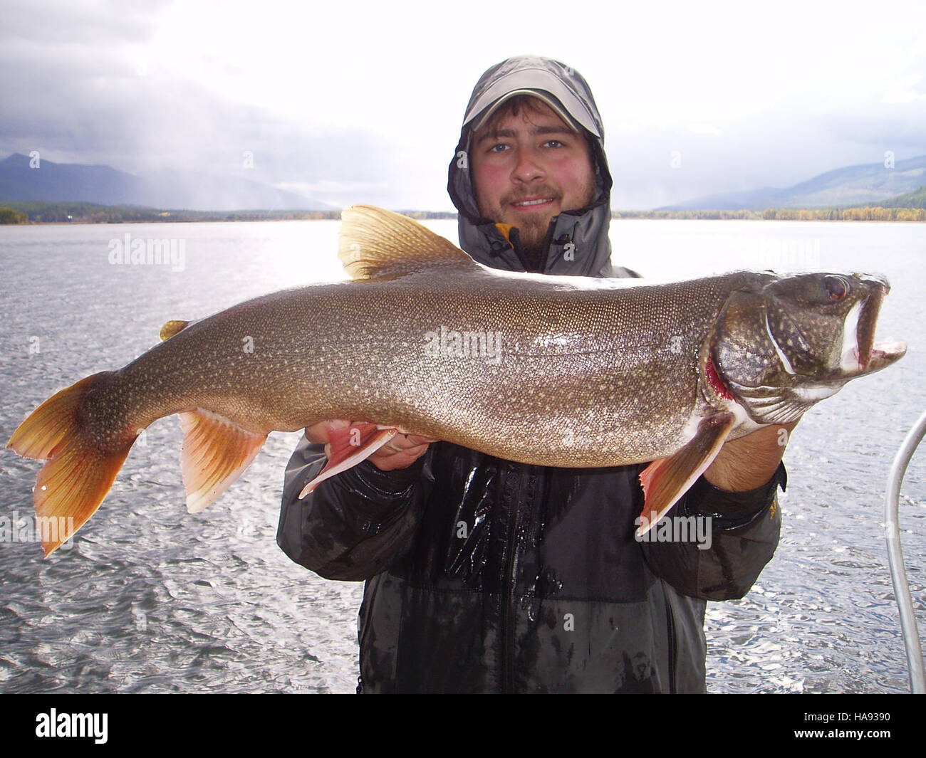 An image of an adult lake trout in a U.S. national park, showcasing the ...