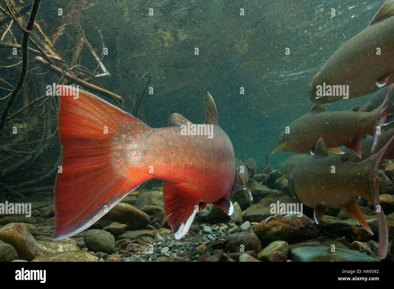A Bull Trout swims in clear waters, demonstrating the species' habitat ...