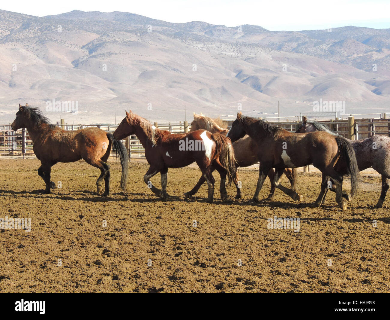 The Bureau of Land Management gathers pinto stud horses at the PVC site ...