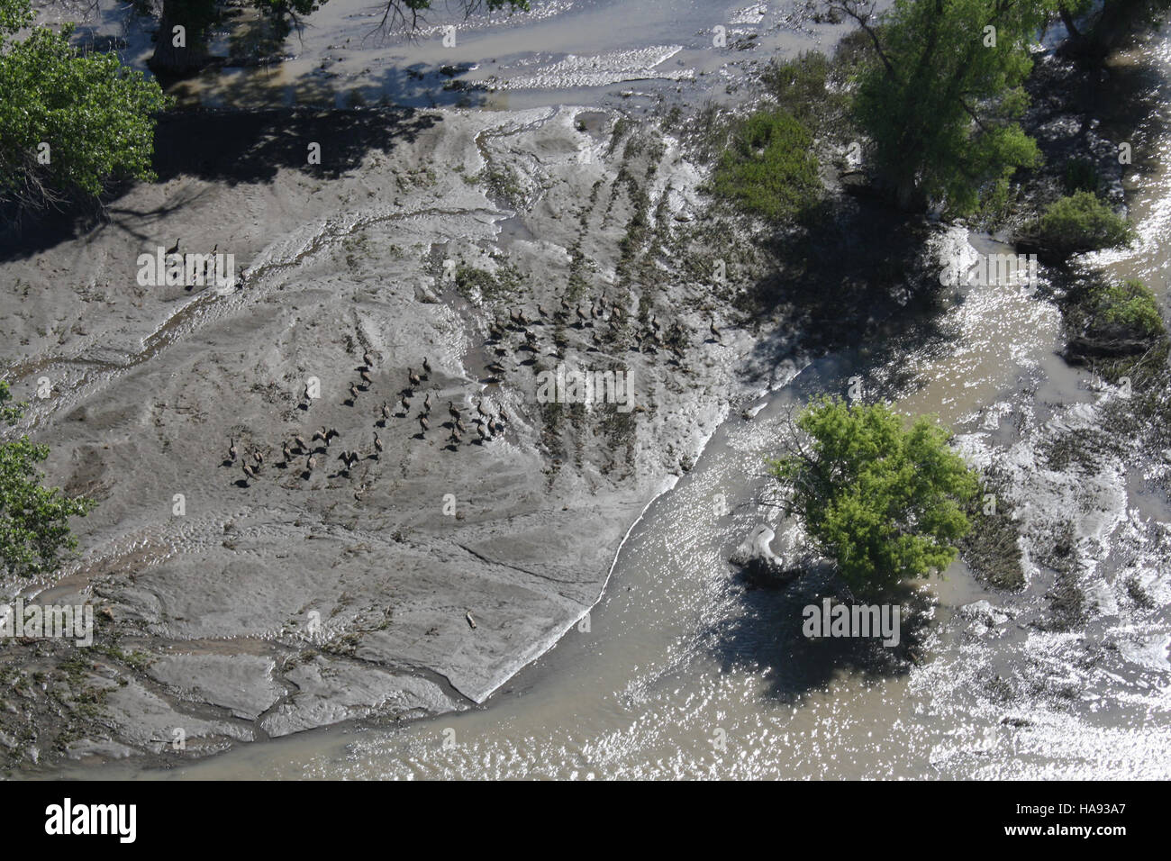 This image depicts Canada geese in the impacted portion of the ...