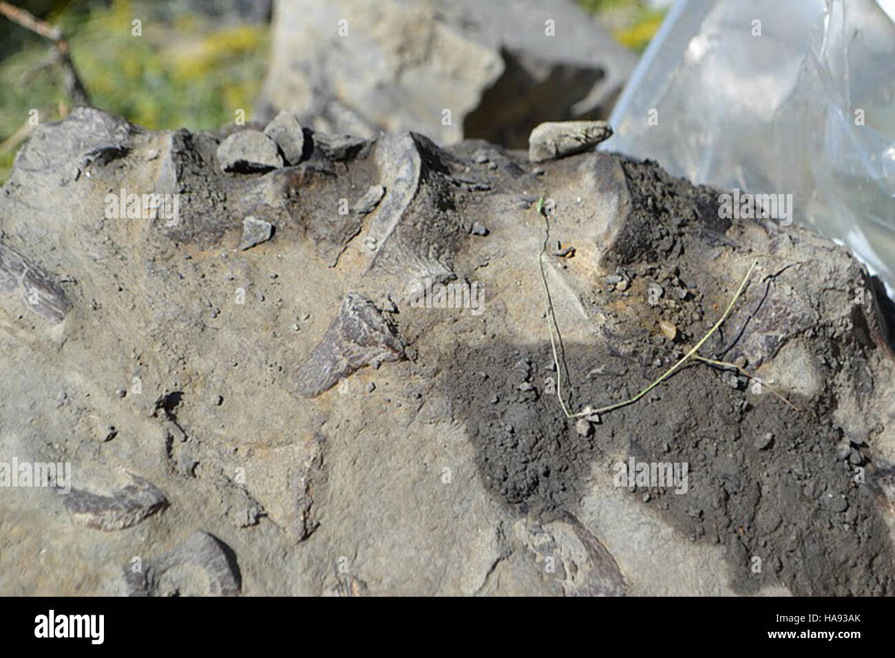 A vertebra from a Plesiosaur, an extinct marine reptile, is preserved ...