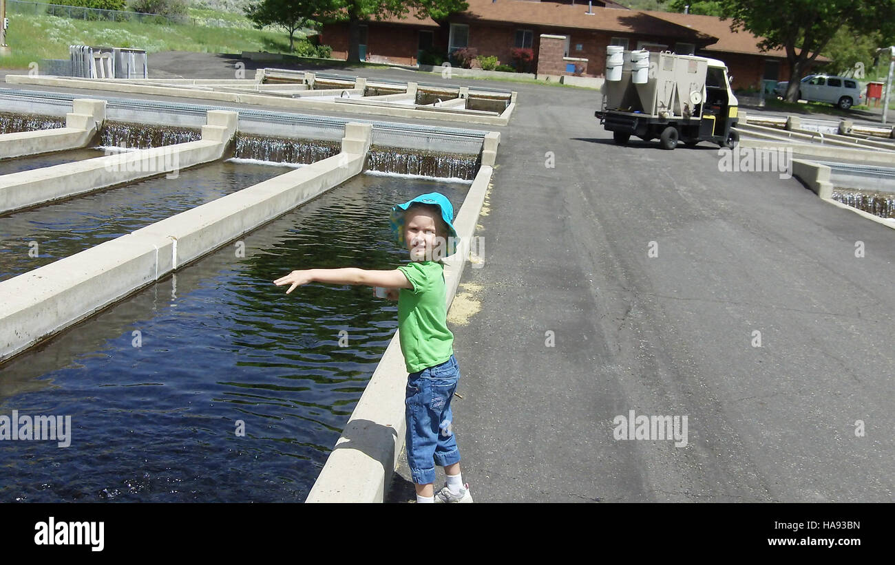 In Jones Hole Raceways, located within the national park, fish feeding ...
