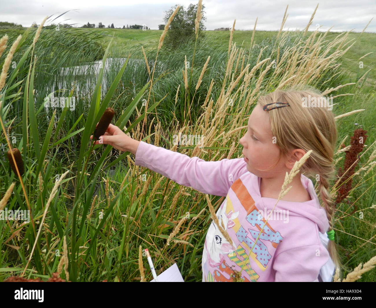 Cattails, a common wetland plant species, thrive in the national park's ...