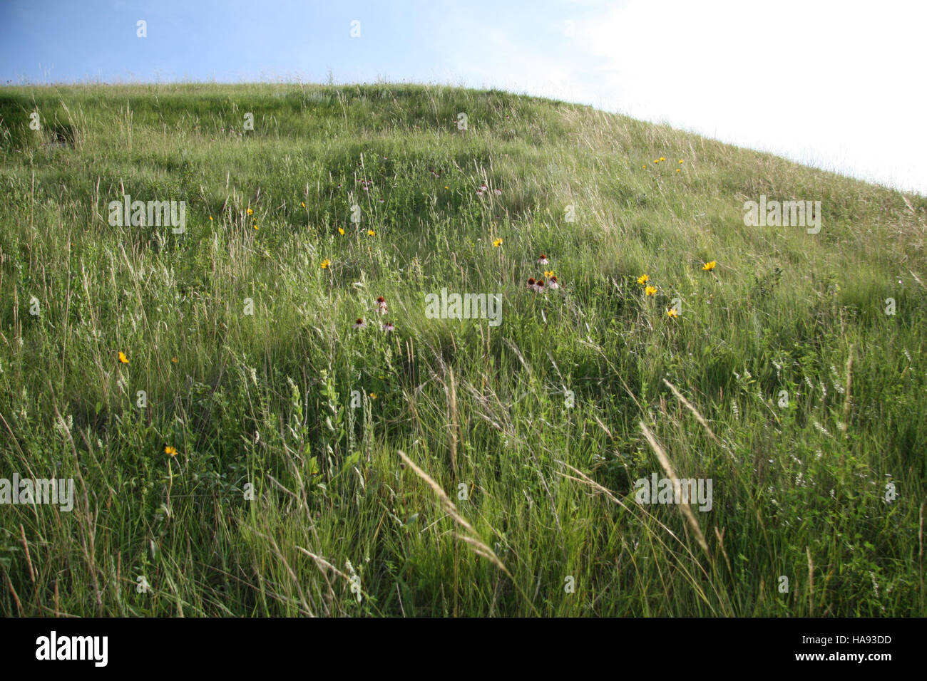 The prairie landscape in a U.S. National Park showcases diverse ...
