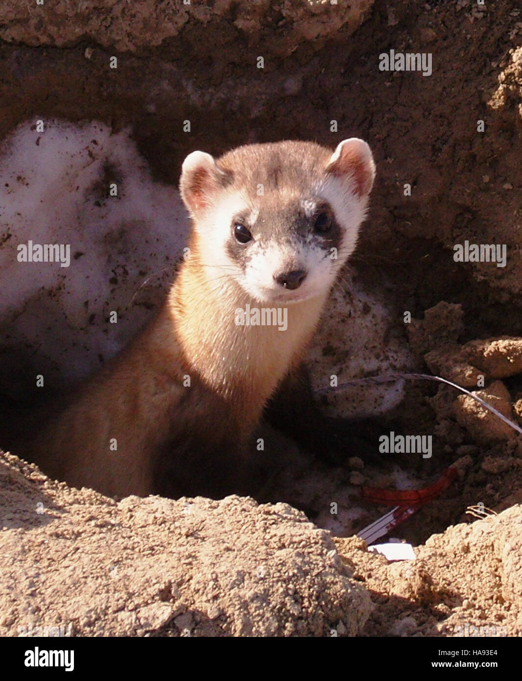 The Black-footed ferret, an endangered species, is a focus of ...