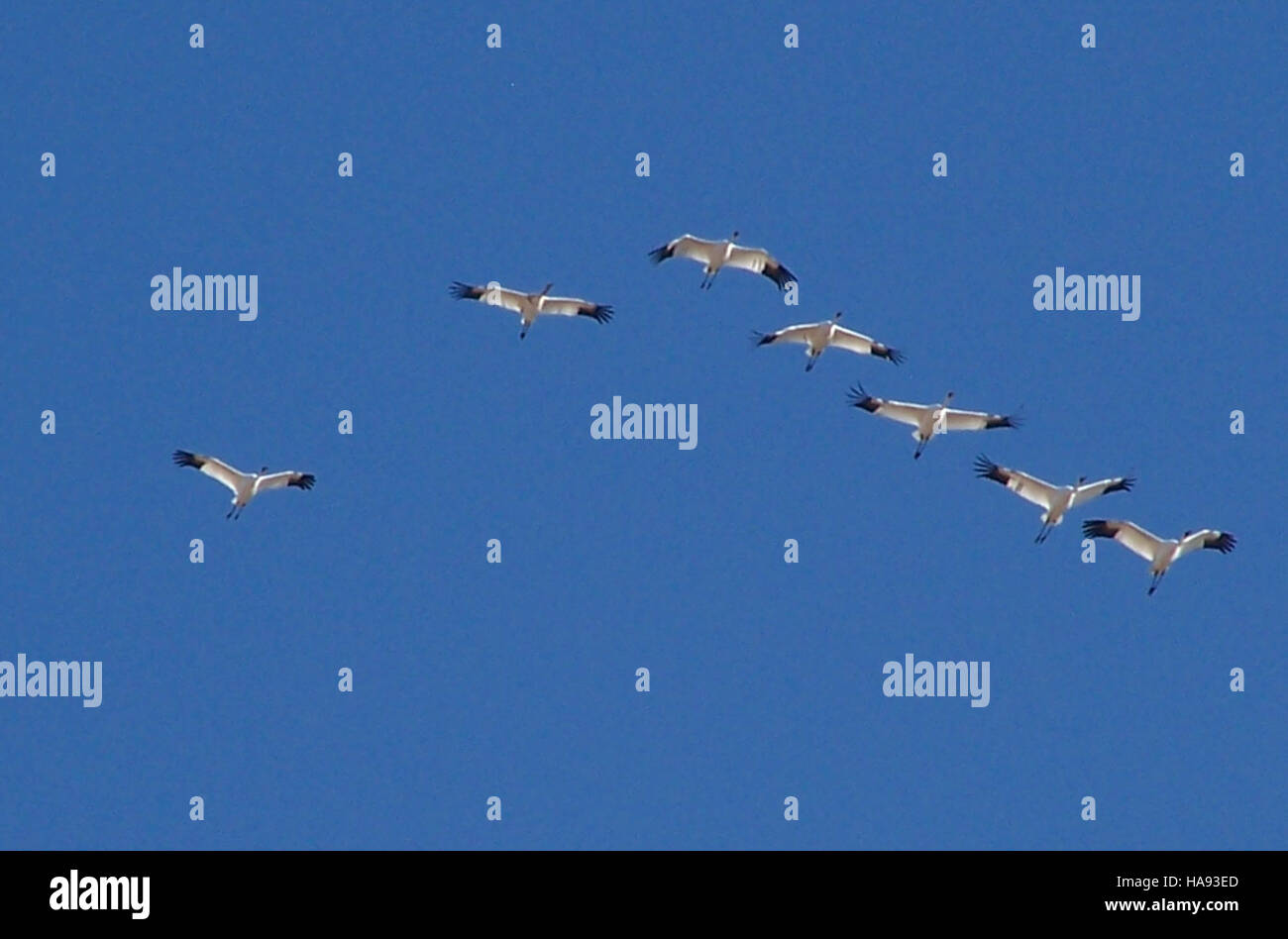 The whooping crane, a rare and endangered species, is captured in ...