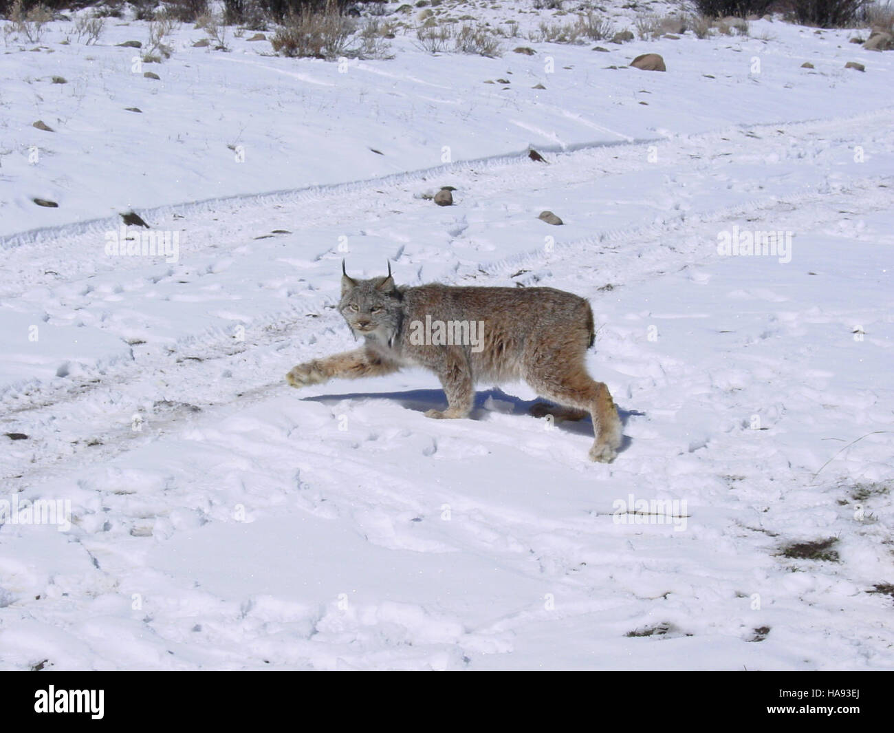 A photo of the Canada lynx, a species native to northern regions of ...