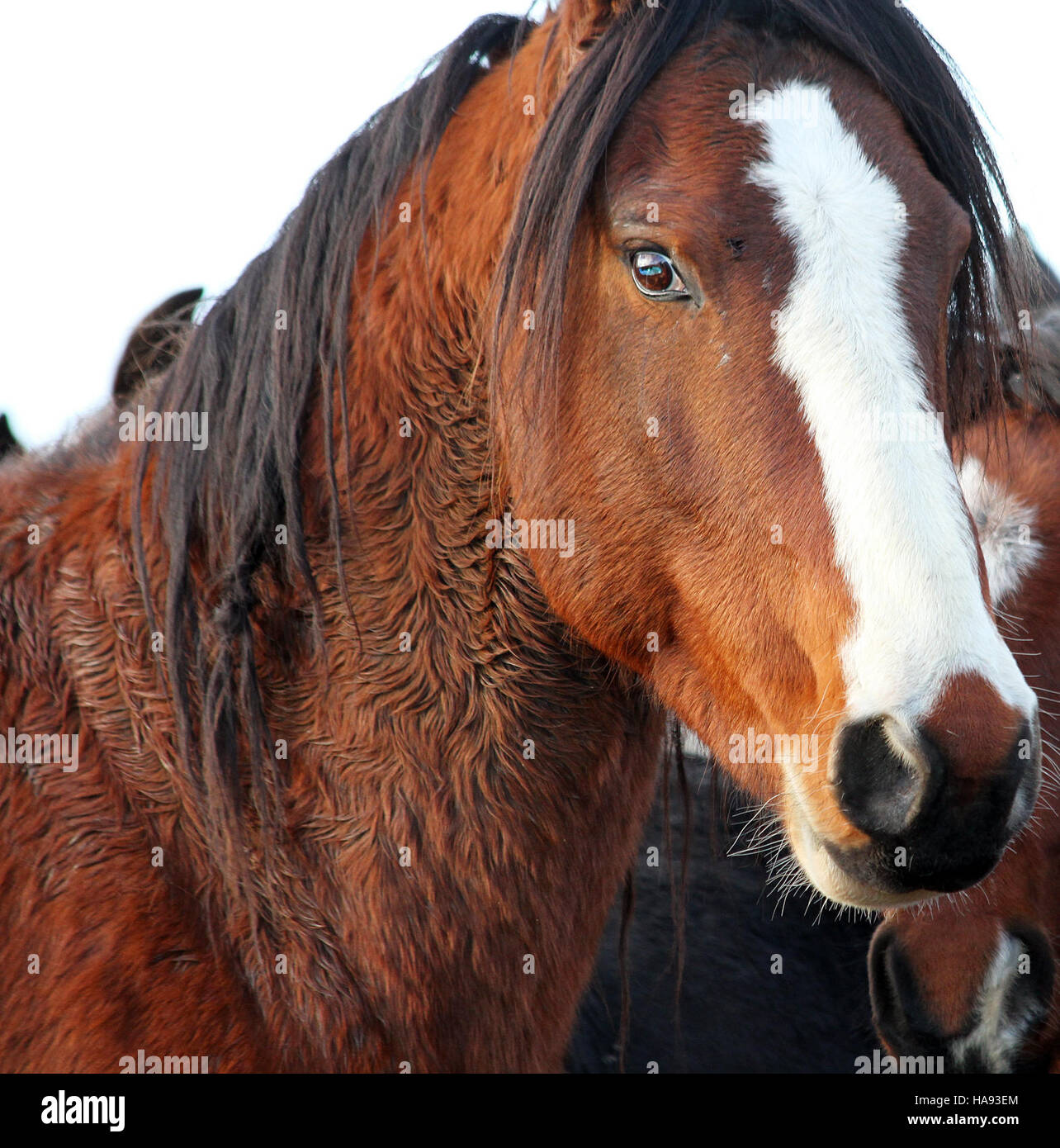 A Bureau of Land Management (BLM) team conducts a gathering operation ...