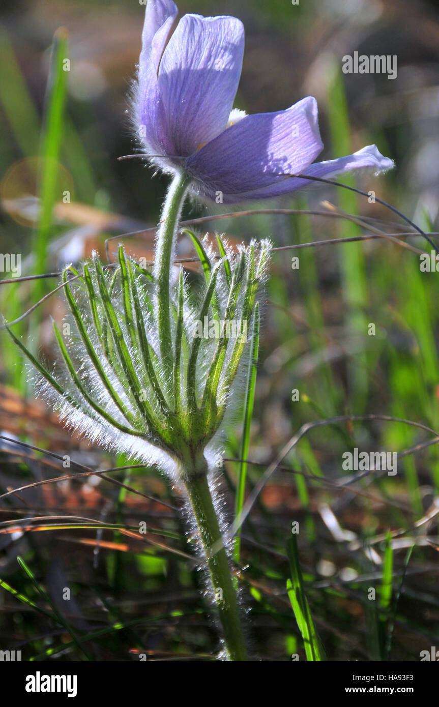 Pasque flowers, an early spring bloom, are a key component of the ...