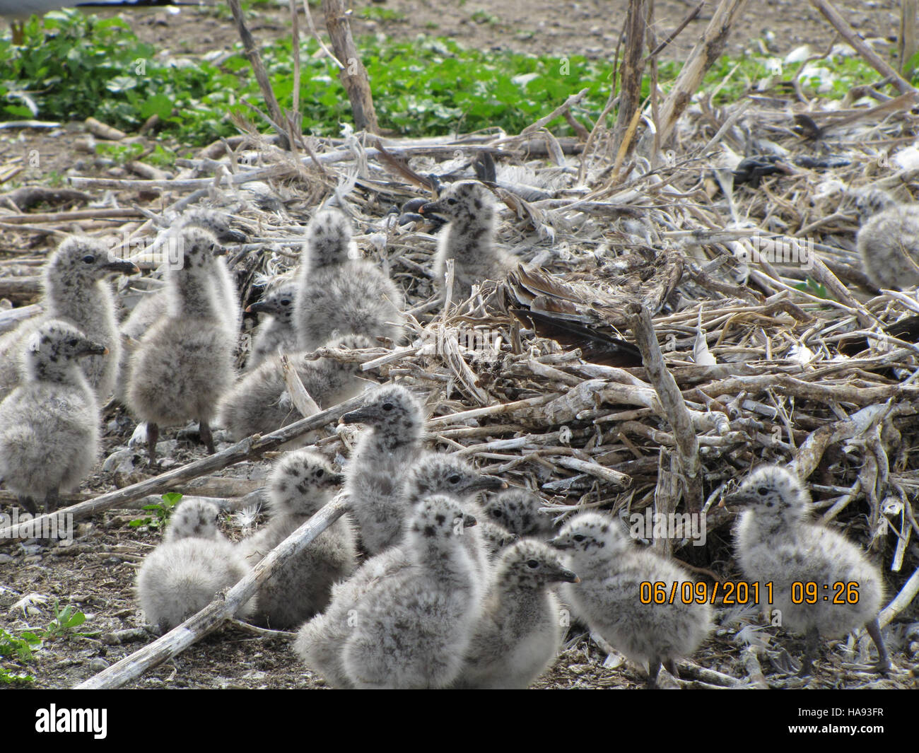 usfwsmtnprairie 6103892073 Ring-billed Gull Chicks Stock Photo - Alamy