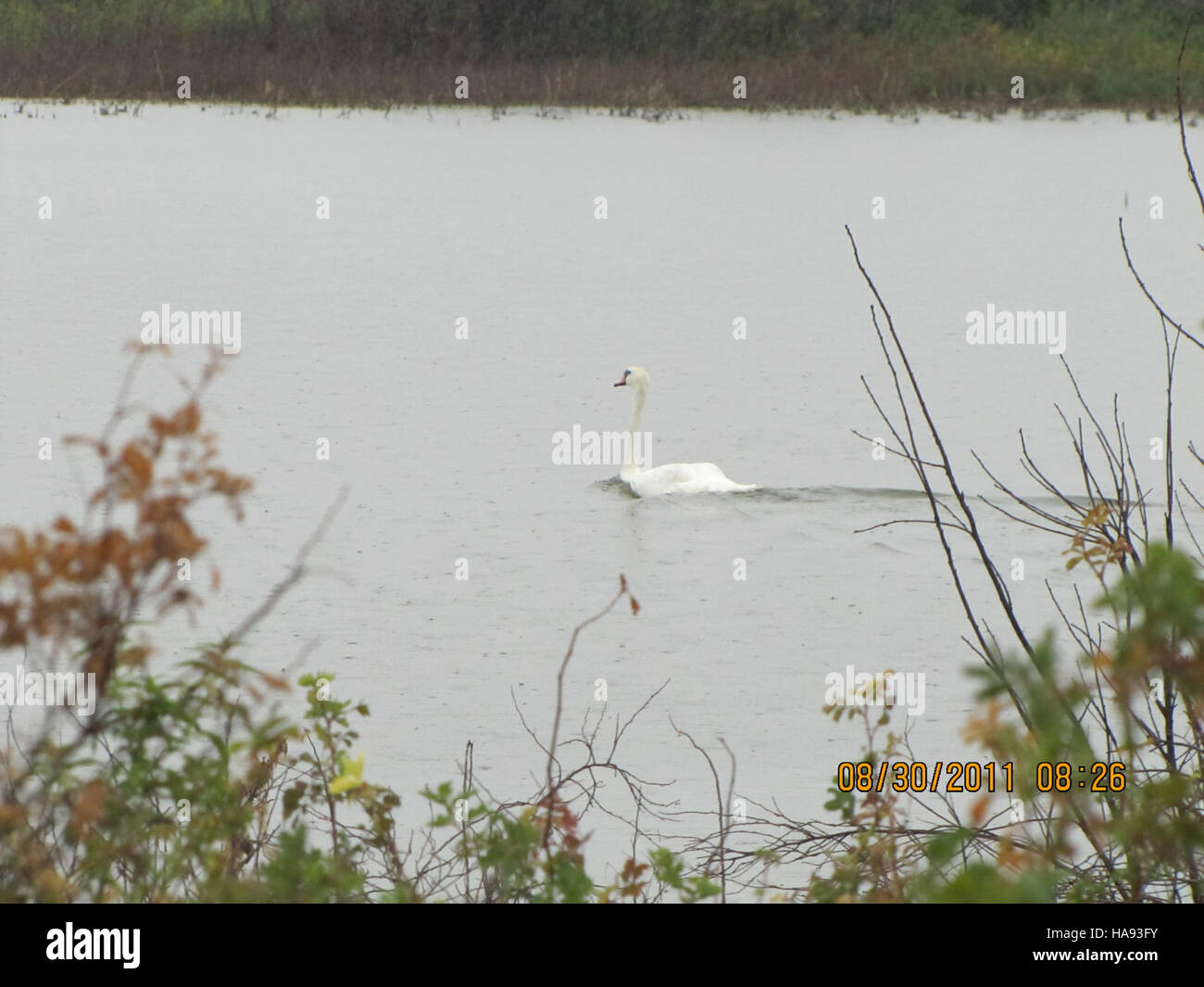 This image features a mute swan in its natural habitat, highlighting ...