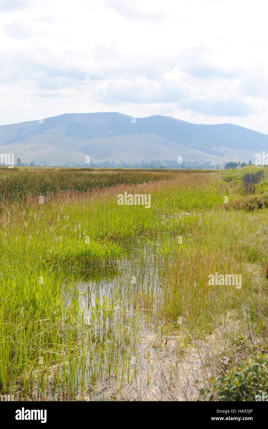 In Week 5 of the wetland planting project in Dixon, Montana, efforts ...