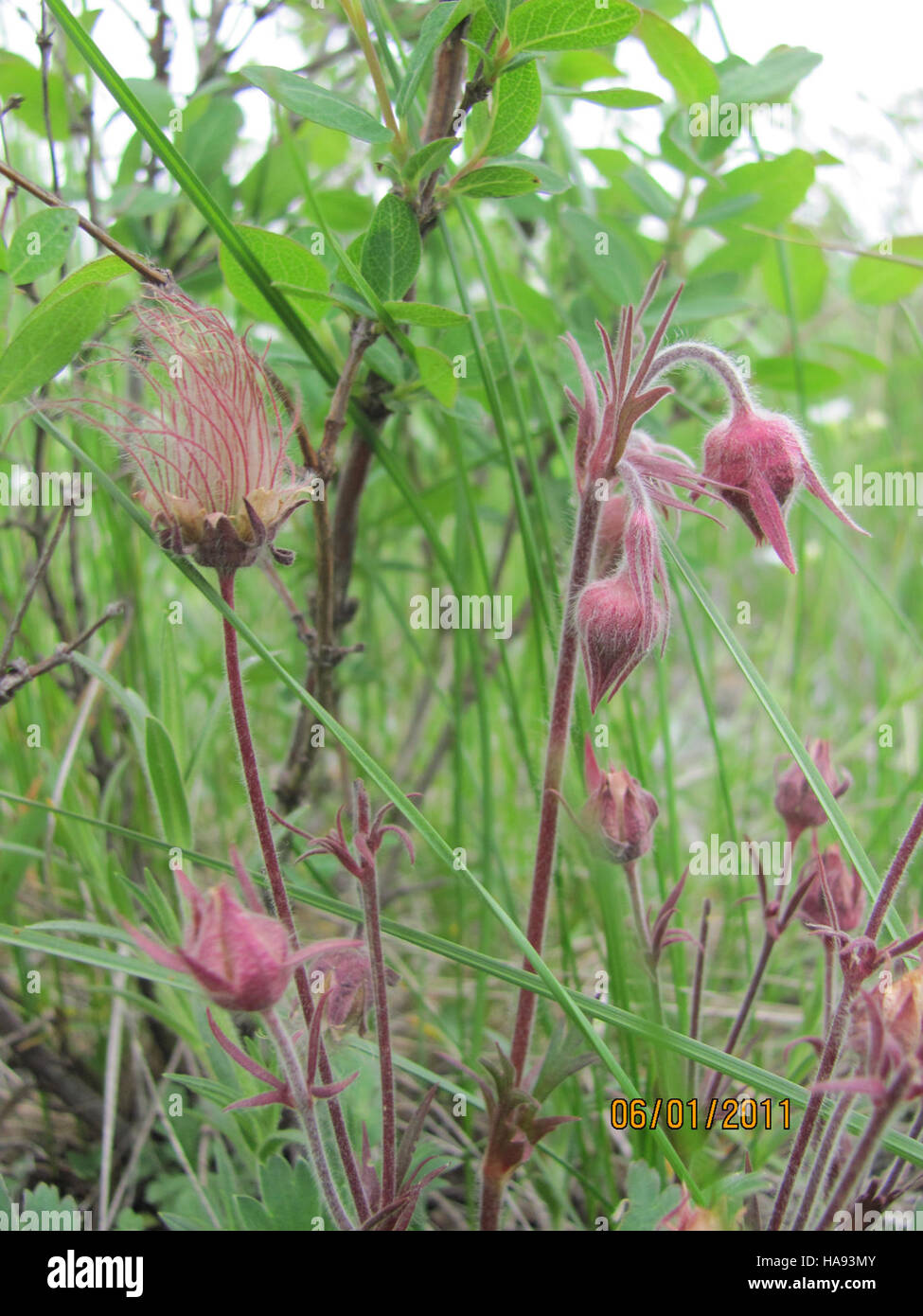 Prairie Smoke, a plant species known for its distinctive smoky-looking ...