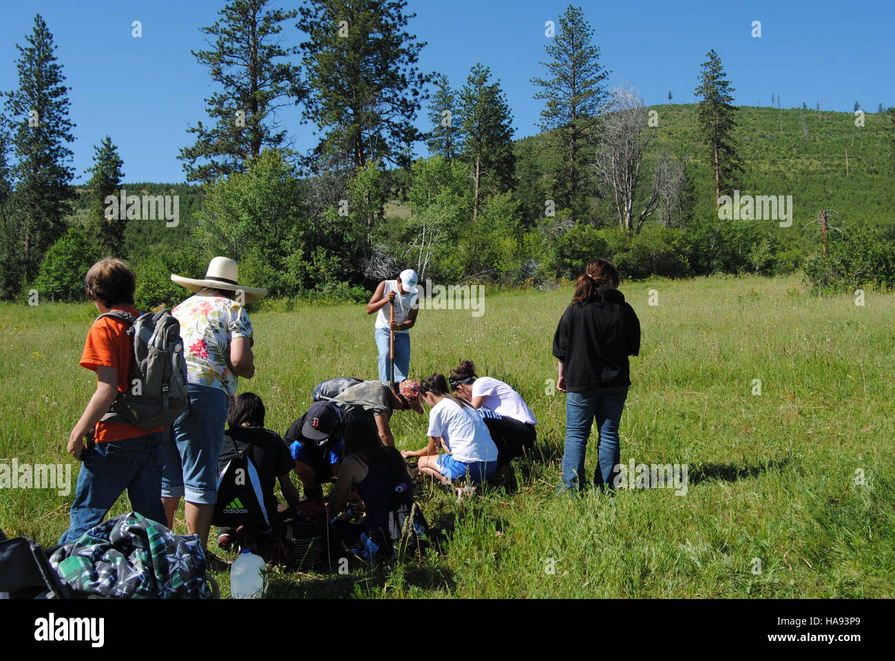 The Camas Root Dig in Hotsprings, Montana, is part of ongoing efforts ...