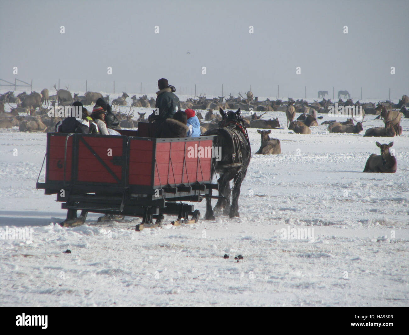 A winter sleigh ride through the snow-covered landscapes of a national ...