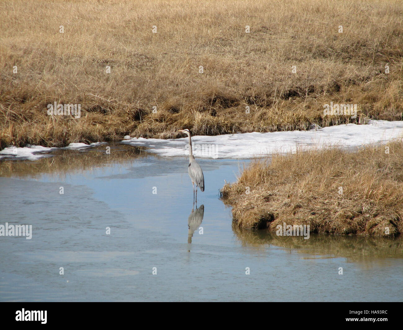 A Great Blue Heron is observed in a national park, showcasing the bird ...
