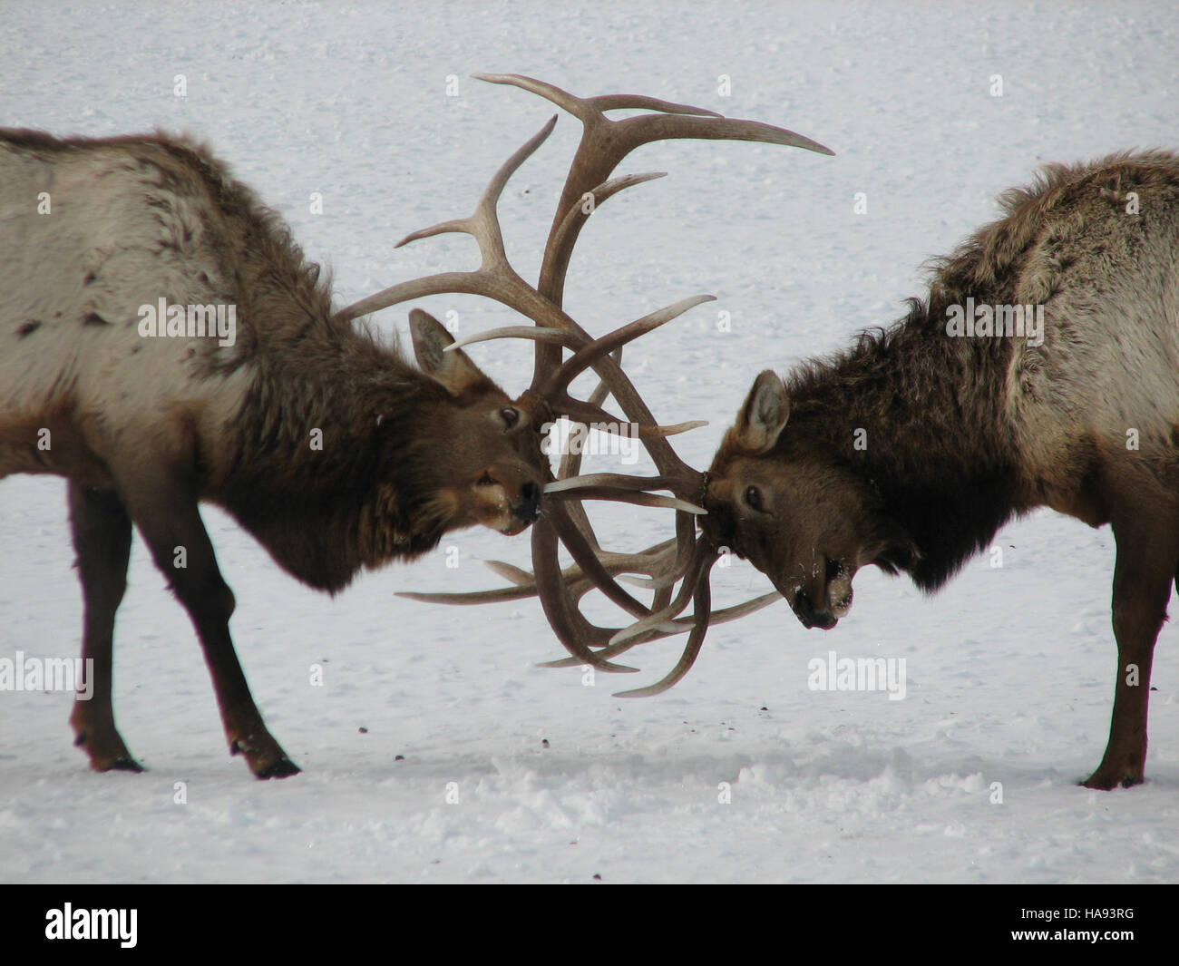 In the national park, two bulls engage in a dramatic clash of antlers ...