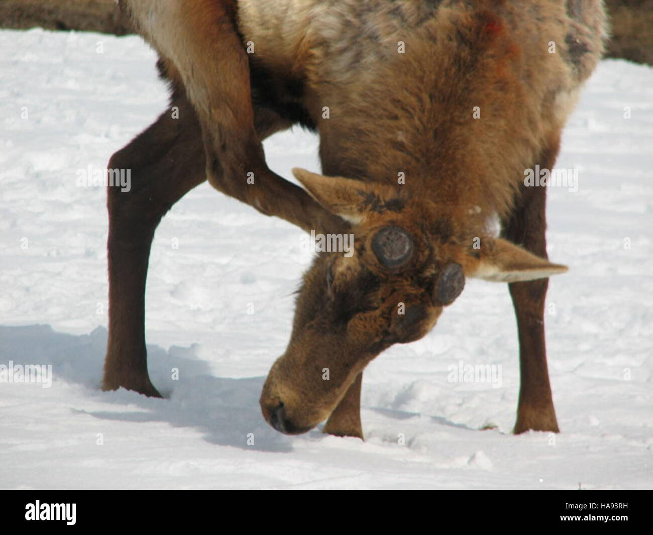 Elk without antlers hi-res stock photography and images - Alamy