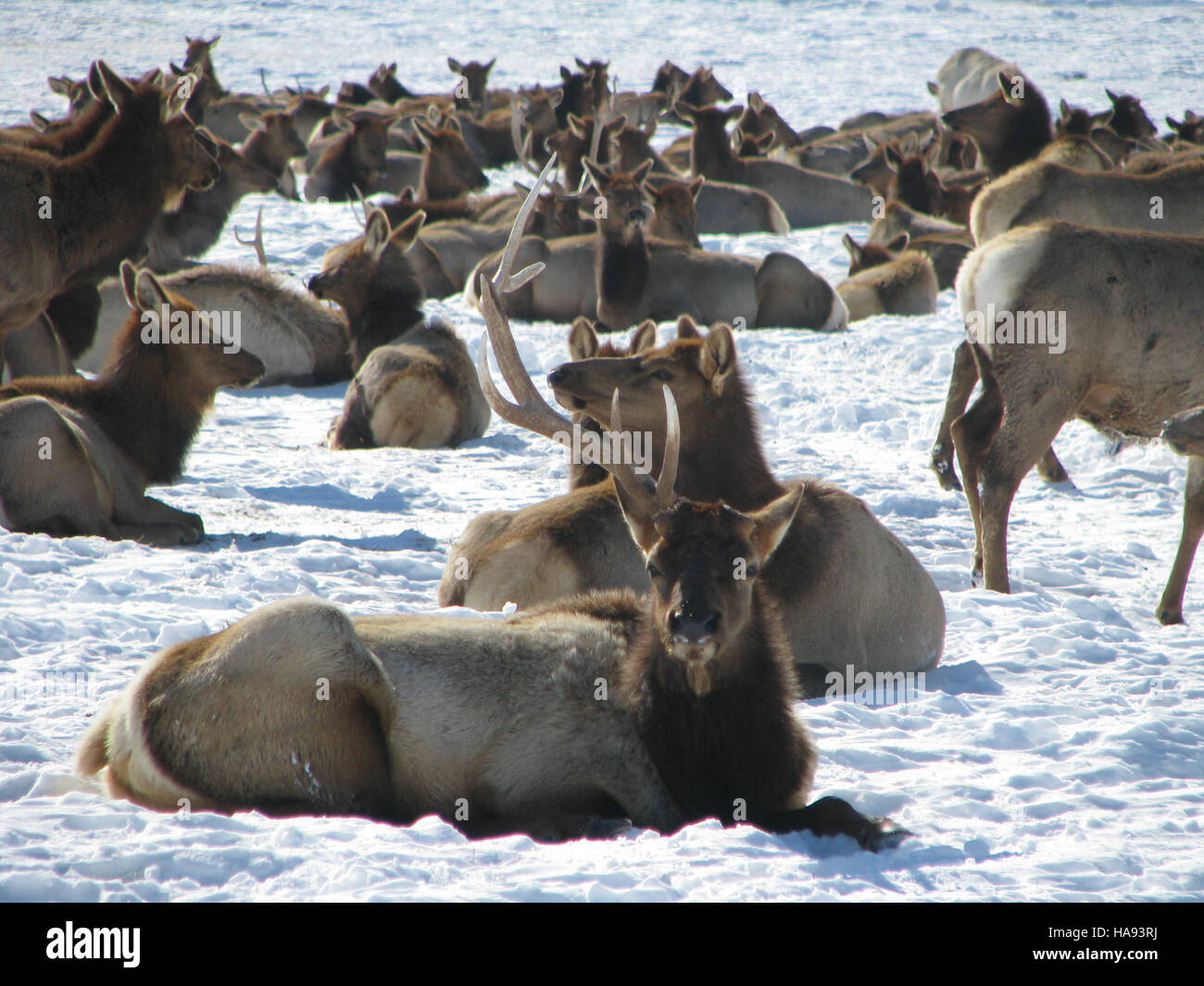 This image features a bull elk with its herd, located in a national ...