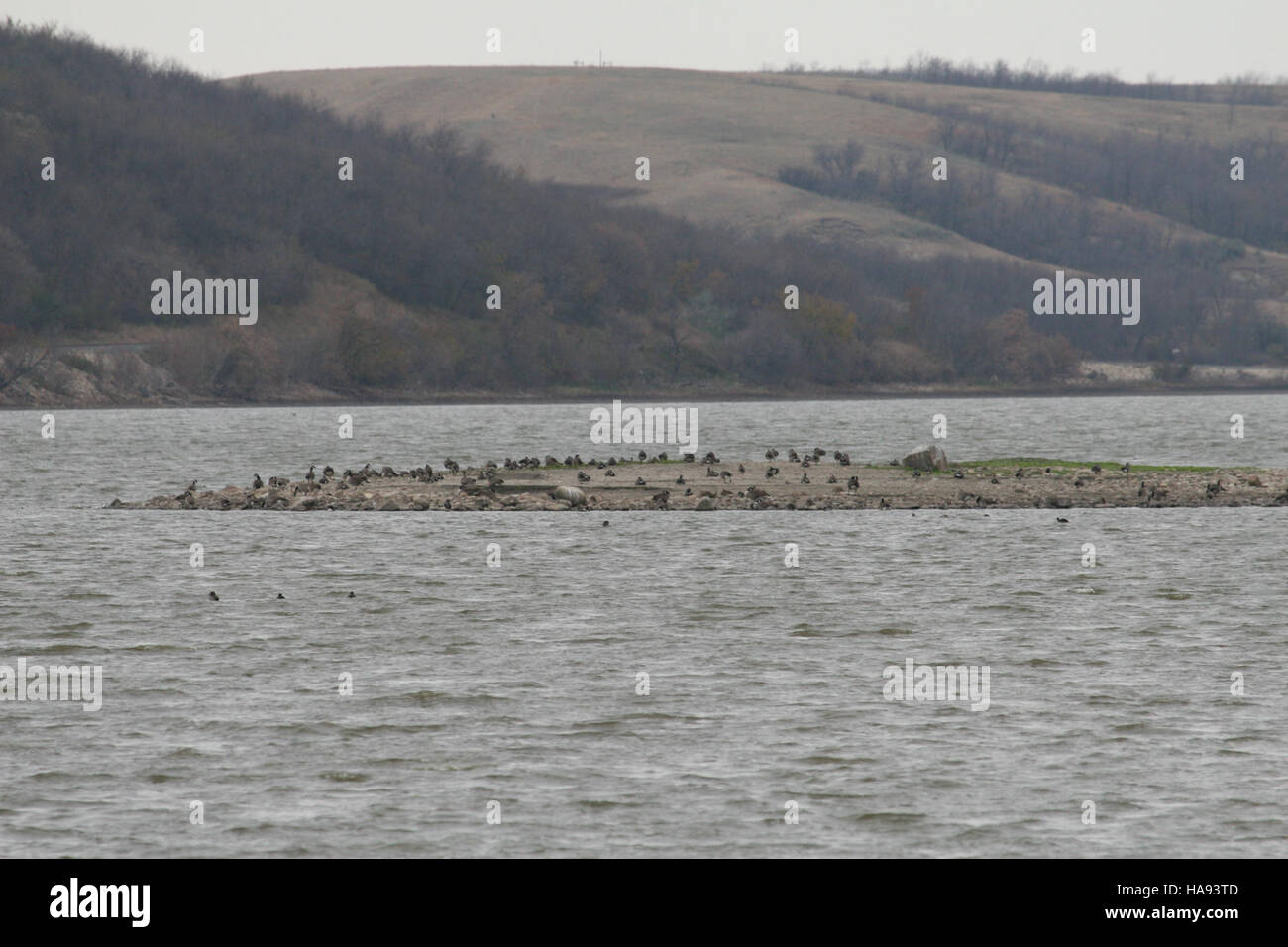 Nesting islands at a national wildlife refuge provide critical habitat ...