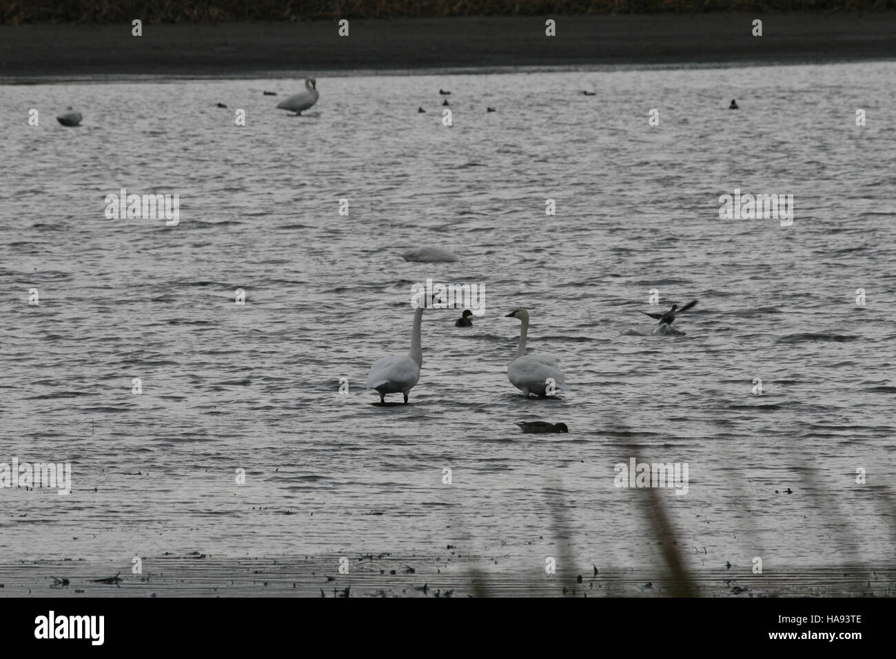 Tundra Swans are seen in flight during the fall season at a national ...