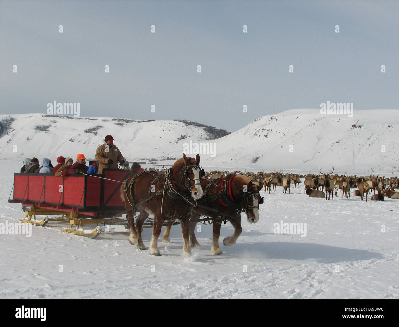 A horse-drawn sleigh passes by an elk herd in a national park ...