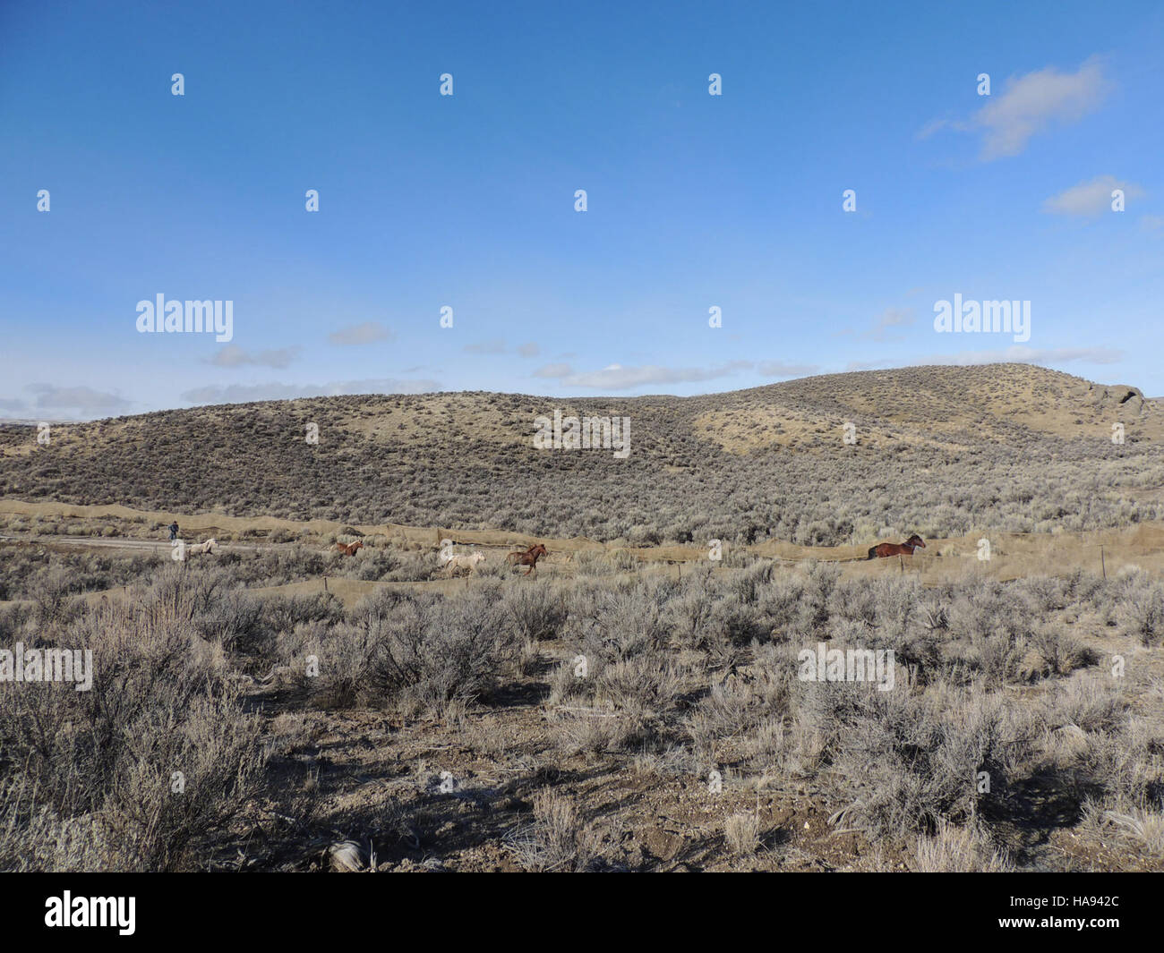 A photo documenting the Bureau of Land Management's Owyhee Gather ...