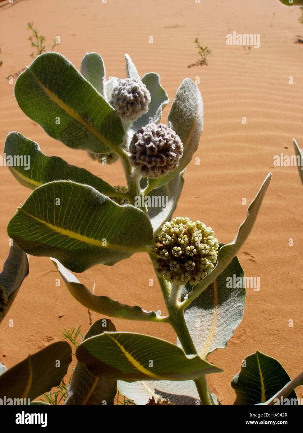 The Welsh milkweed (Asclepias welshii) is shown in its natural habitat ...